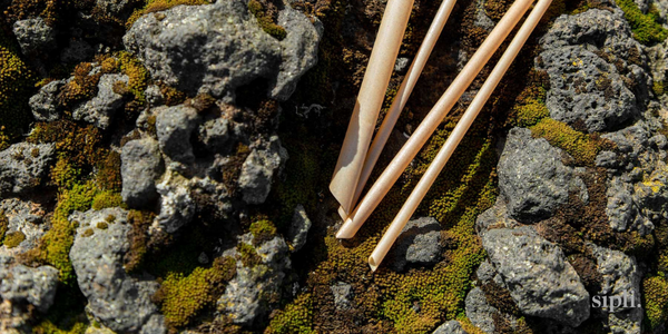 The Lifecycle of a Compostable Straw - Straw Matters